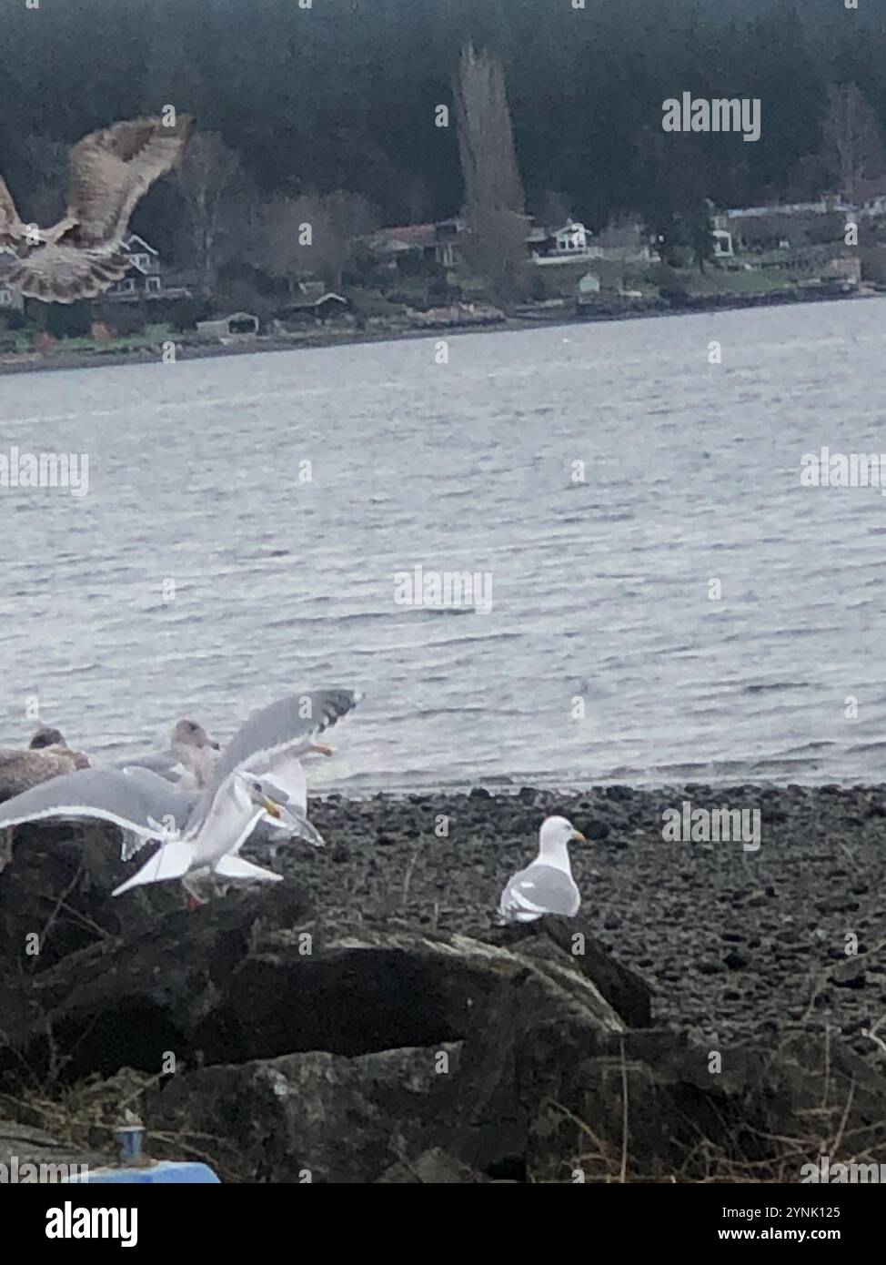Olympic Gull (Larus glaucescens × occidentalis Stock Photo - Alamy