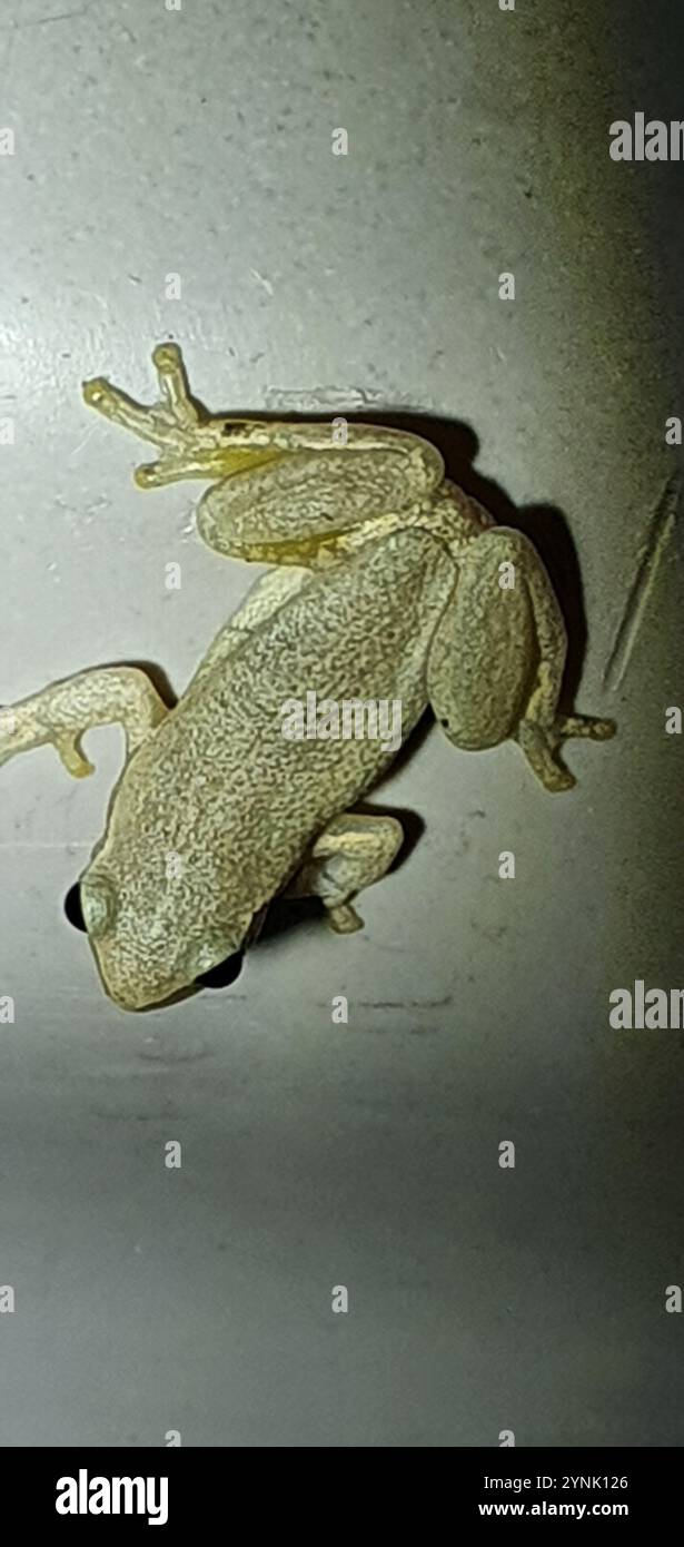 Desert Tree Frog (Litoria rubella Stock Photo - Alamy