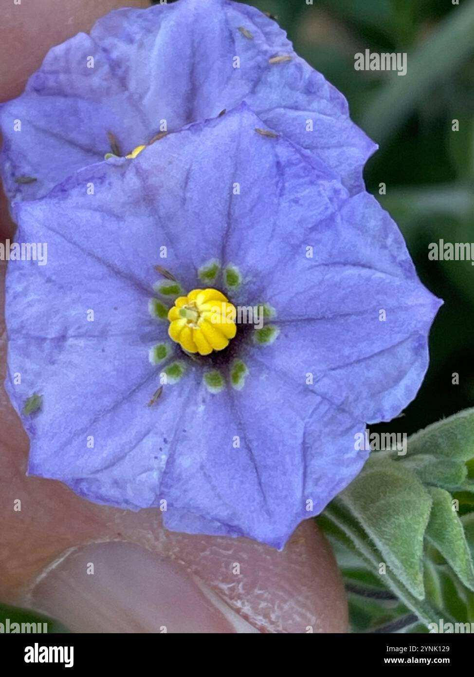 bluewitch nightshade (Solanum umbelliferum Stock Photo - Alamy