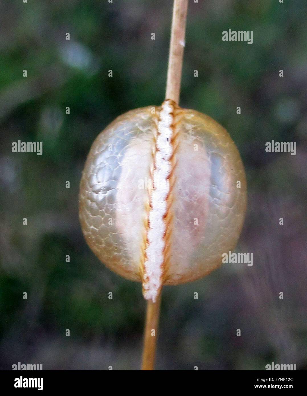 Hammerhead Mantis (Hoplocoryphella grandis Stock Photo - Alamy