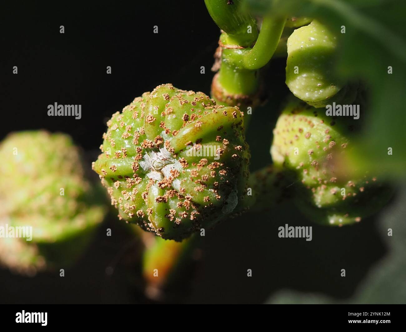 Hauili fig tree (Ficus septica Stock Photo - Alamy