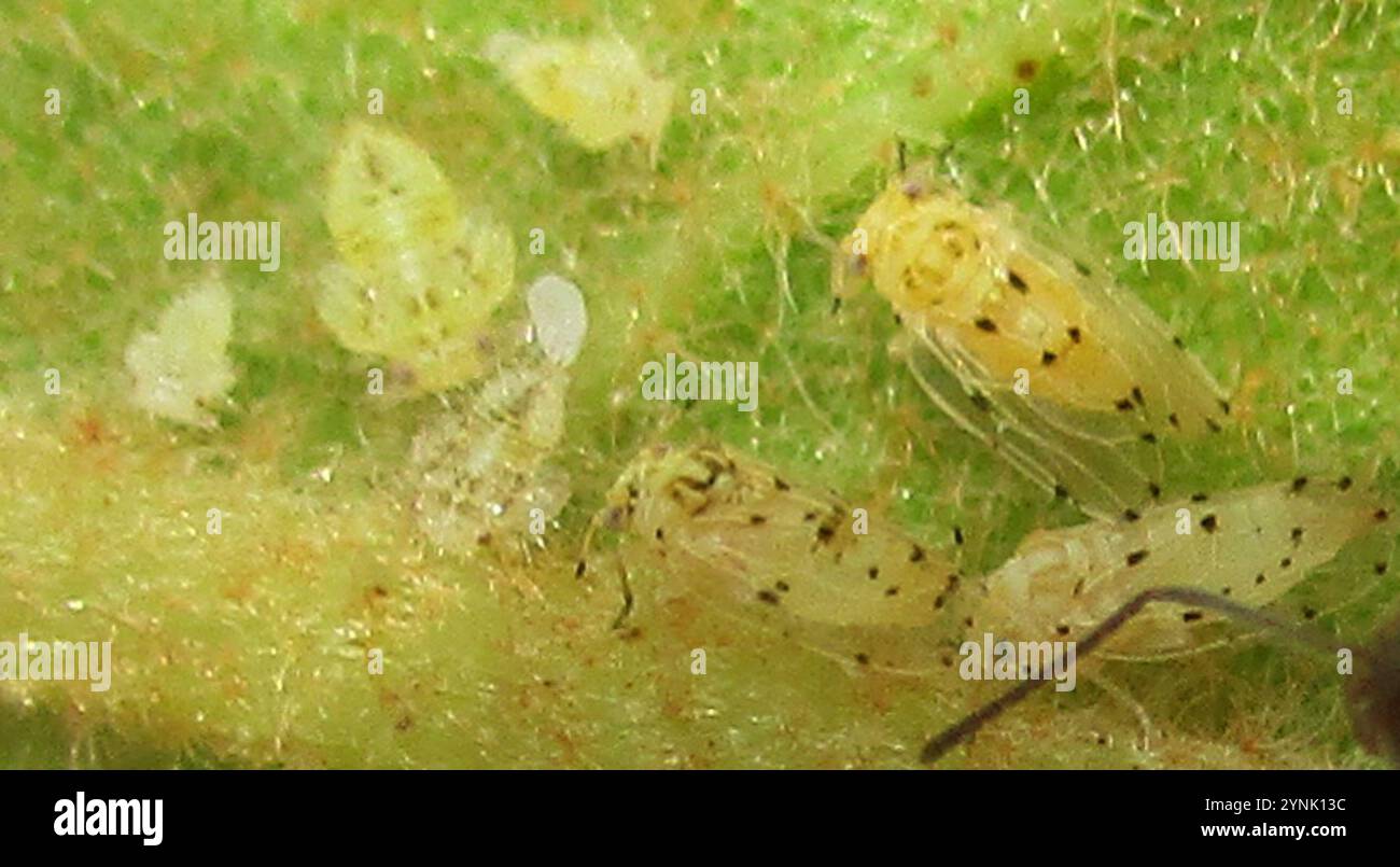 Psylloidea hi-res stock photography and images - Alamy