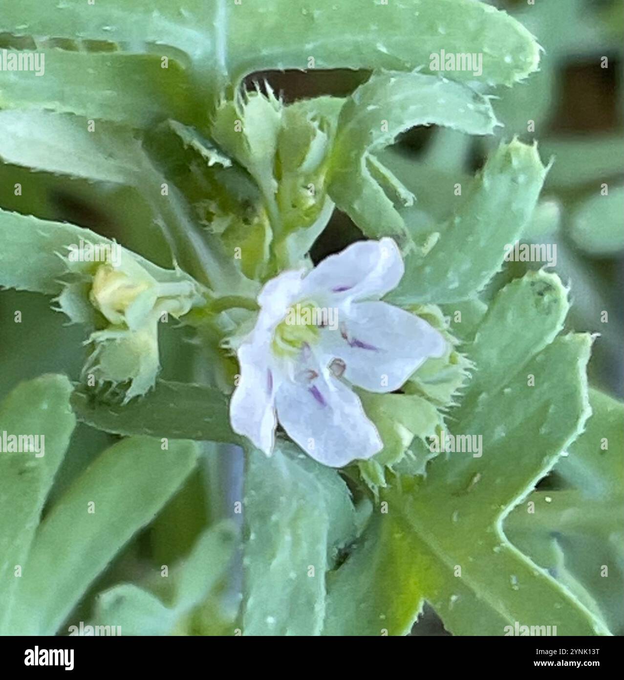 white fiesta flower (Pholistoma membranaceum Stock Photo - Alamy