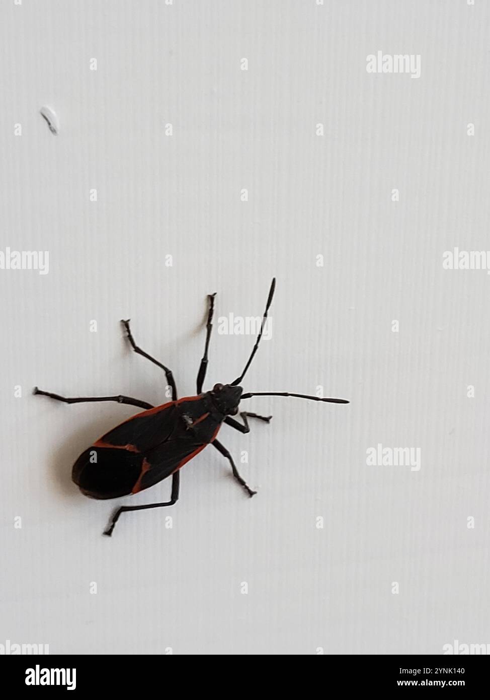 Eastern Boxelder Bug (Boisea trivittata Stock Photo - Alamy