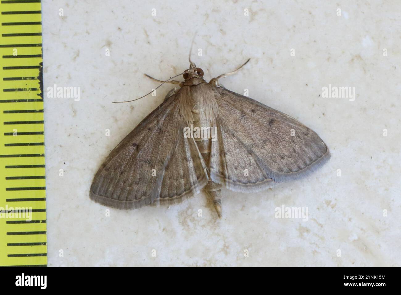 Grass Webworm Moth (Herpetogramma licarsisalis Stock Photo - Alamy