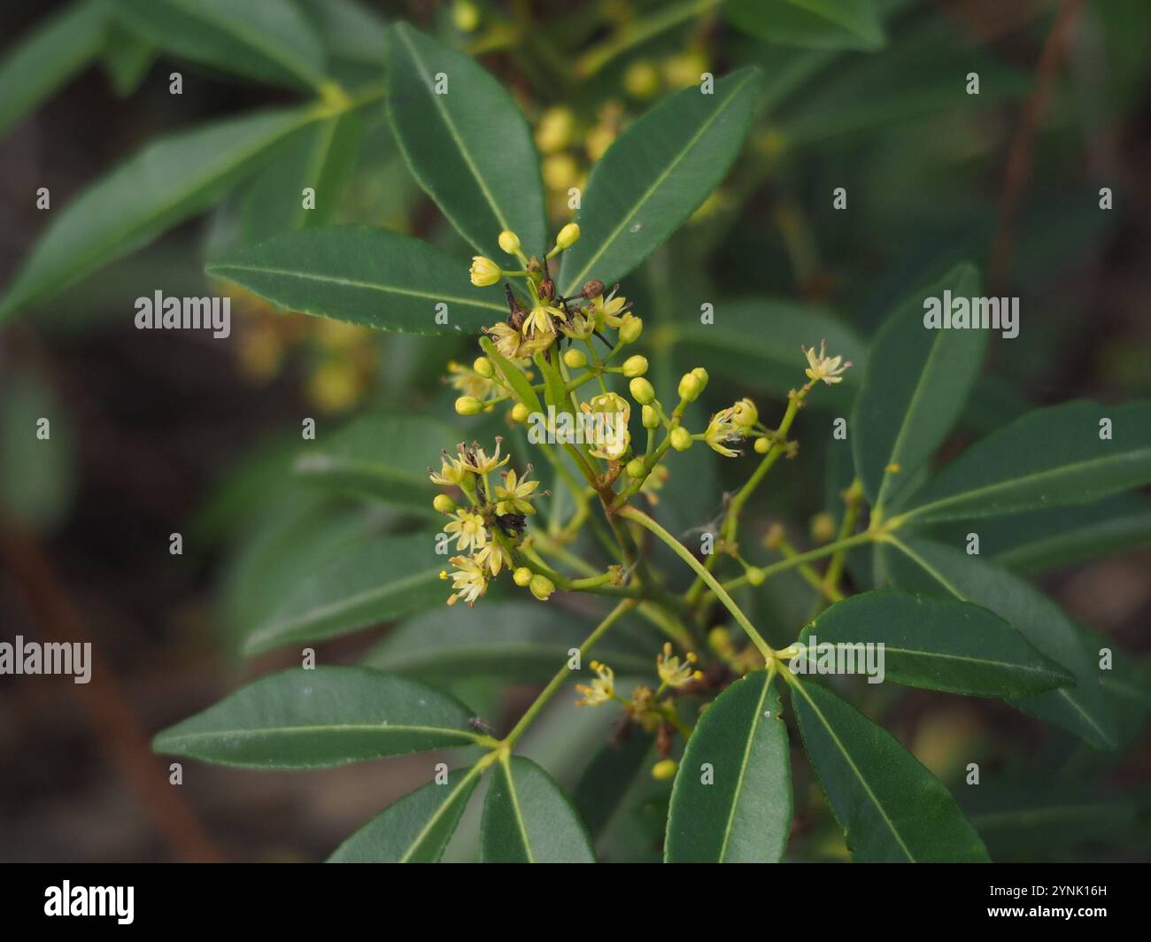 orange climber (Zanthoxylum asiaticum Stock Photo - Alamy