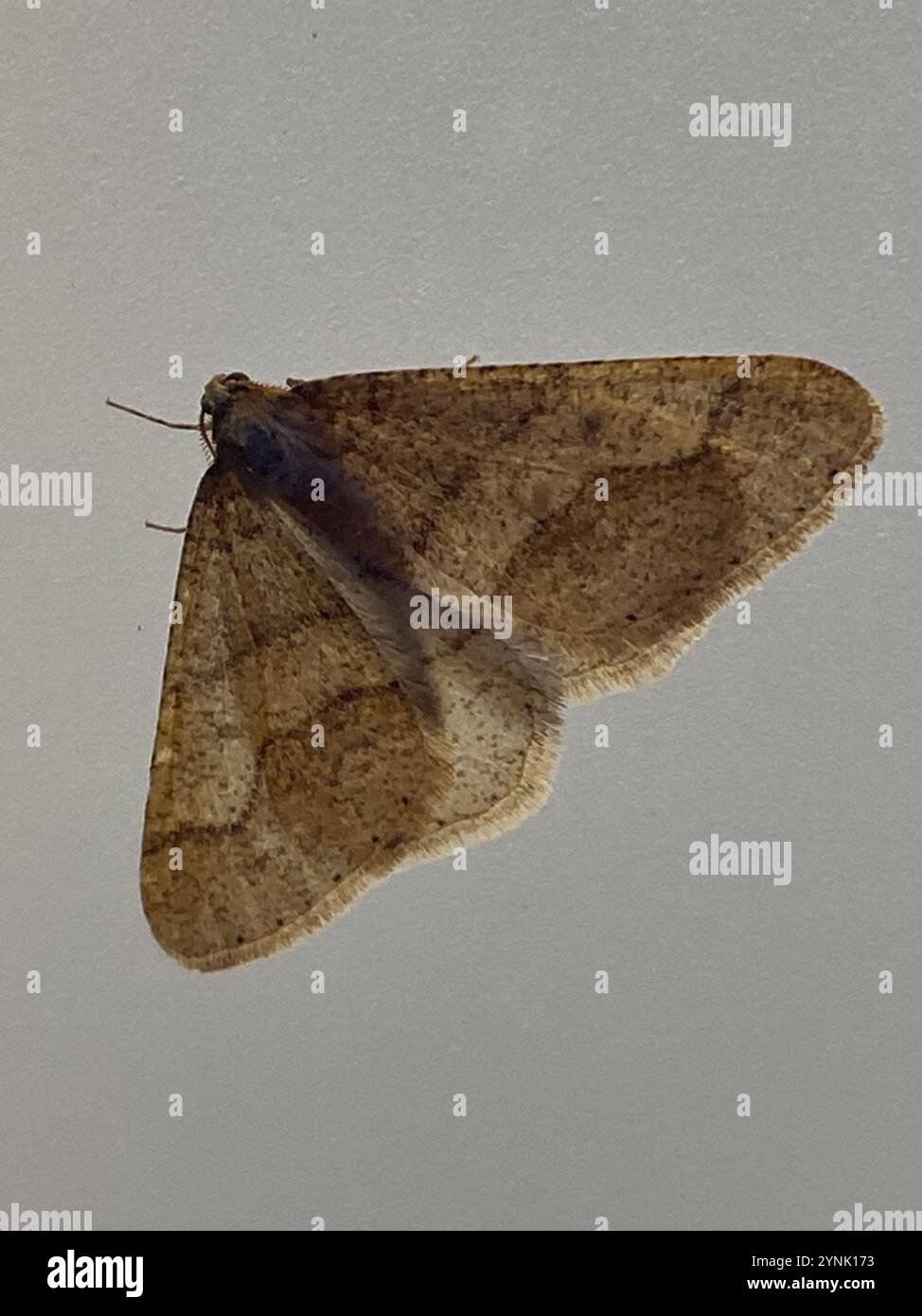 Dotted Border Moth (Agriopis marginaria Stock Photo - Alamy