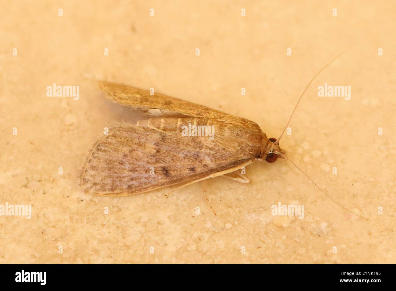 Grass Webworm Moth (Herpetogramma licarsisalis Stock Photo - Alamy