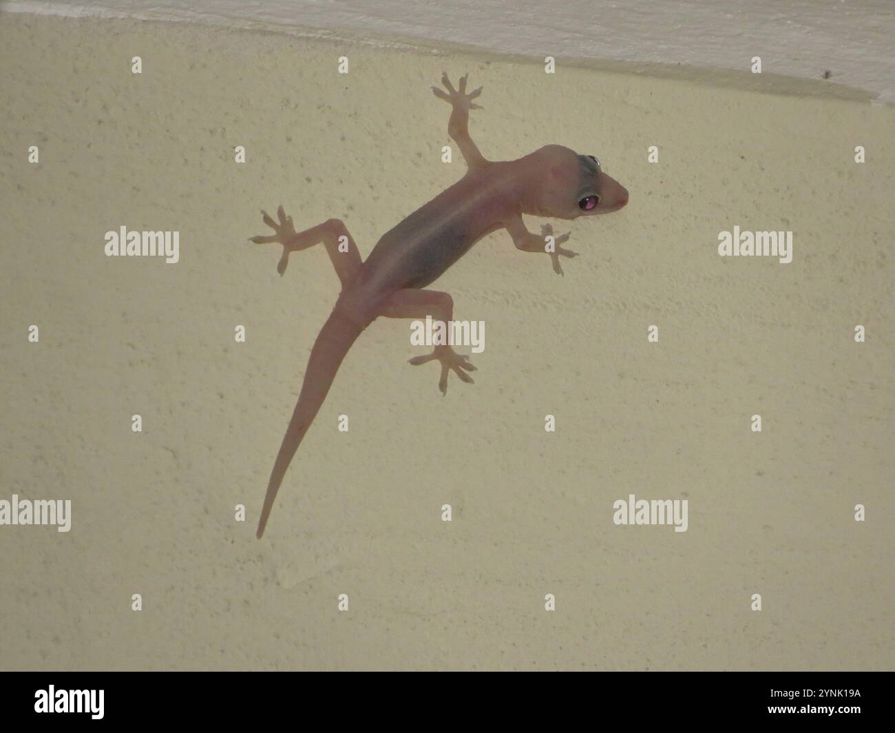 Tropical House Gecko (Hemidactylus mabouia Stock Photo - Alamy