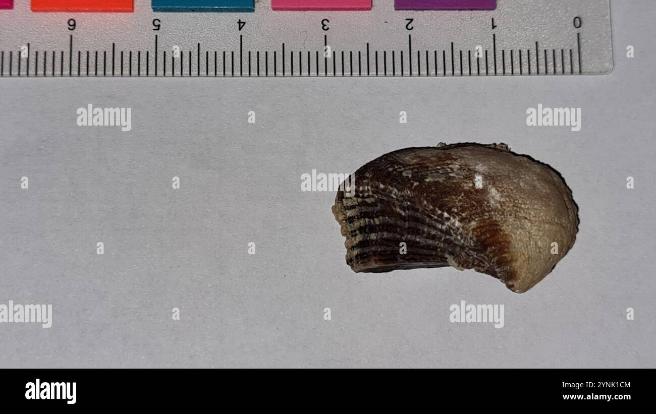 Mossy Ark (Lamarcka imbricata Stock Photo - Alamy