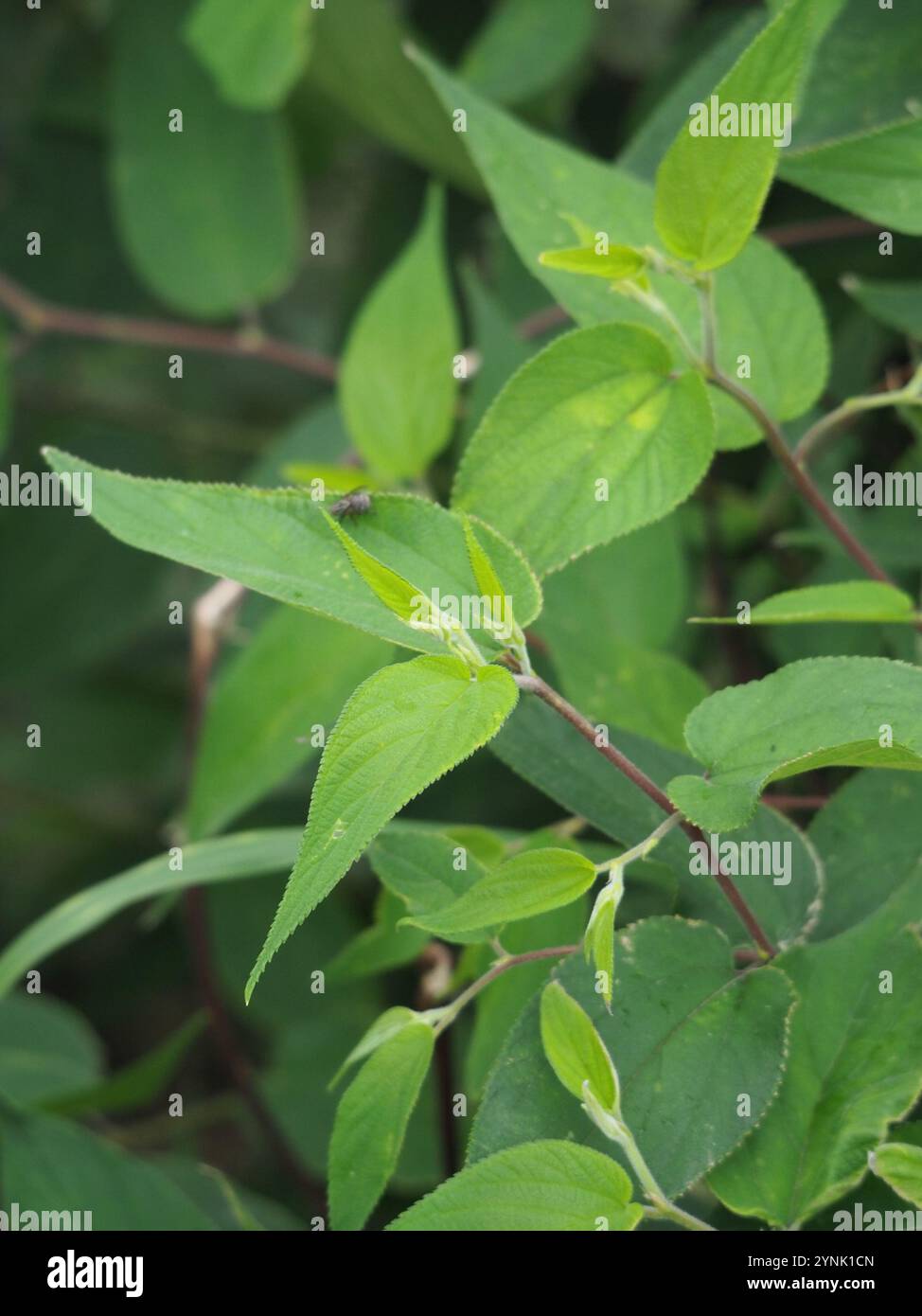 Nettle Tree (Trema tomentosa Stock Photo - Alamy