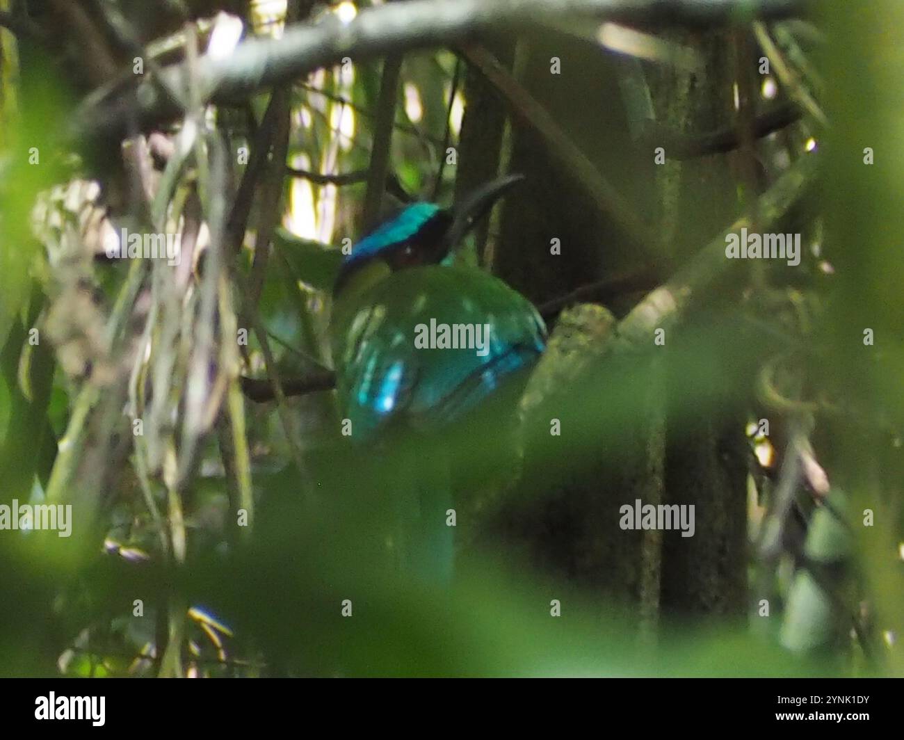 Lesson's Motmot (Momotus lessonii Stock Photo - Alamy