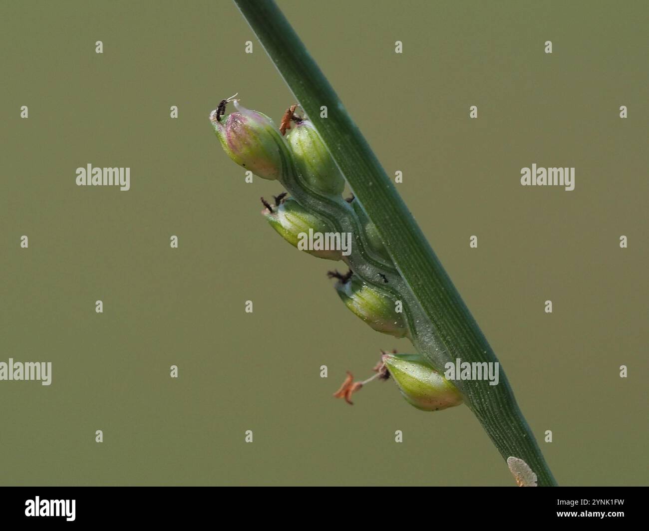 Yellow Watercrown Grass (Setaria flavida Stock Photo - Alamy