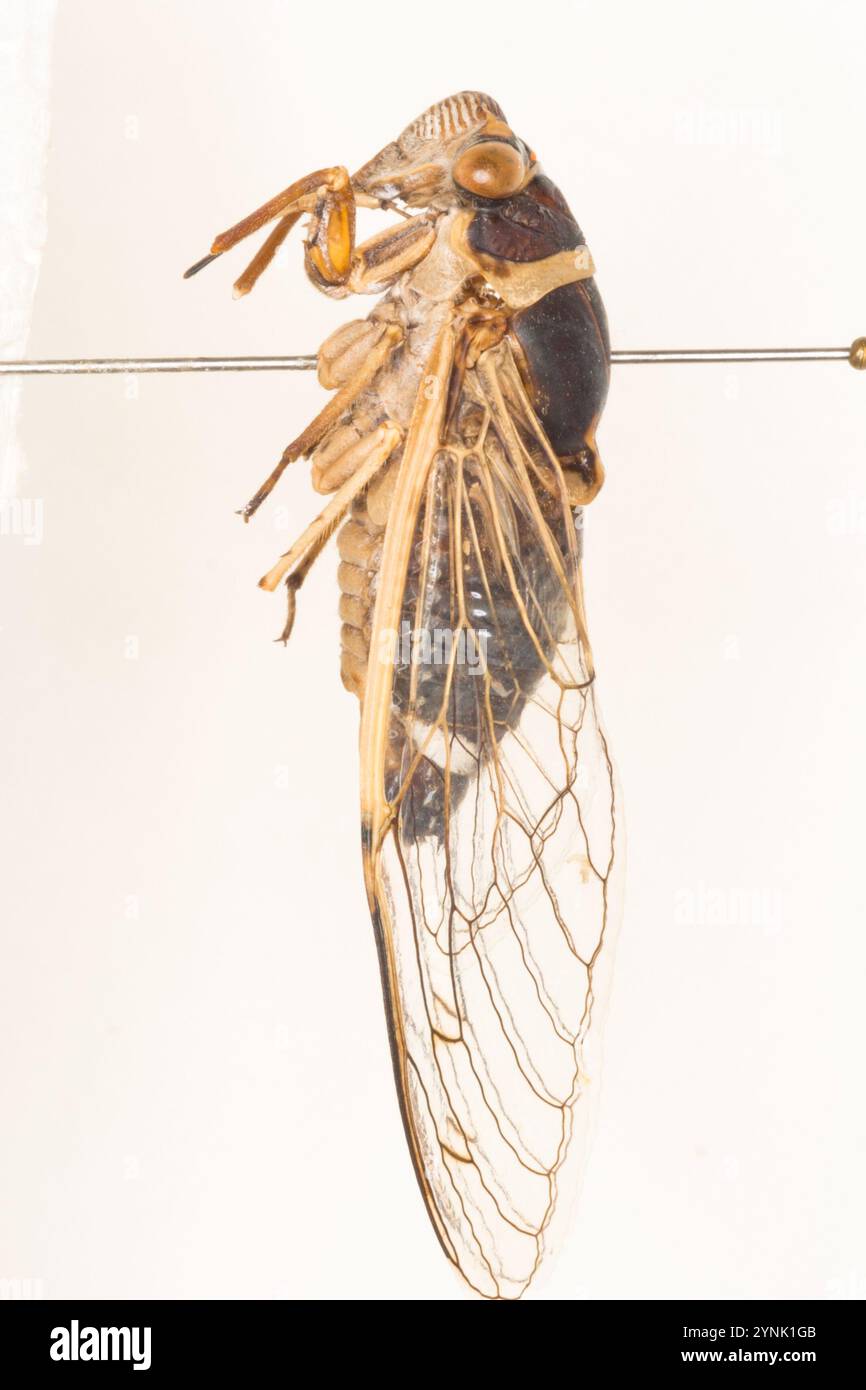 Diceroprocta apache hi-res stock photography and images - Alamy