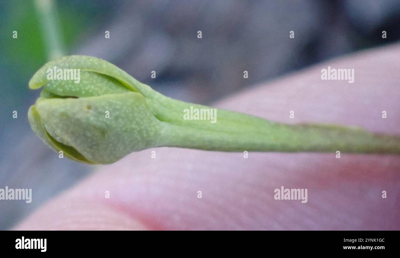 Campynema lineare hi-res stock photography and images - Alamy