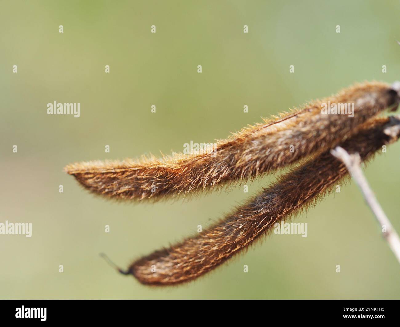 South African hoarypea (Tephrosia noctiflora Stock Photo - Alamy