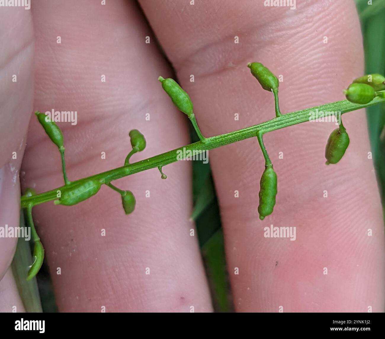 Bog Yellowcress (Rorippa palustris Stock Photo - Alamy