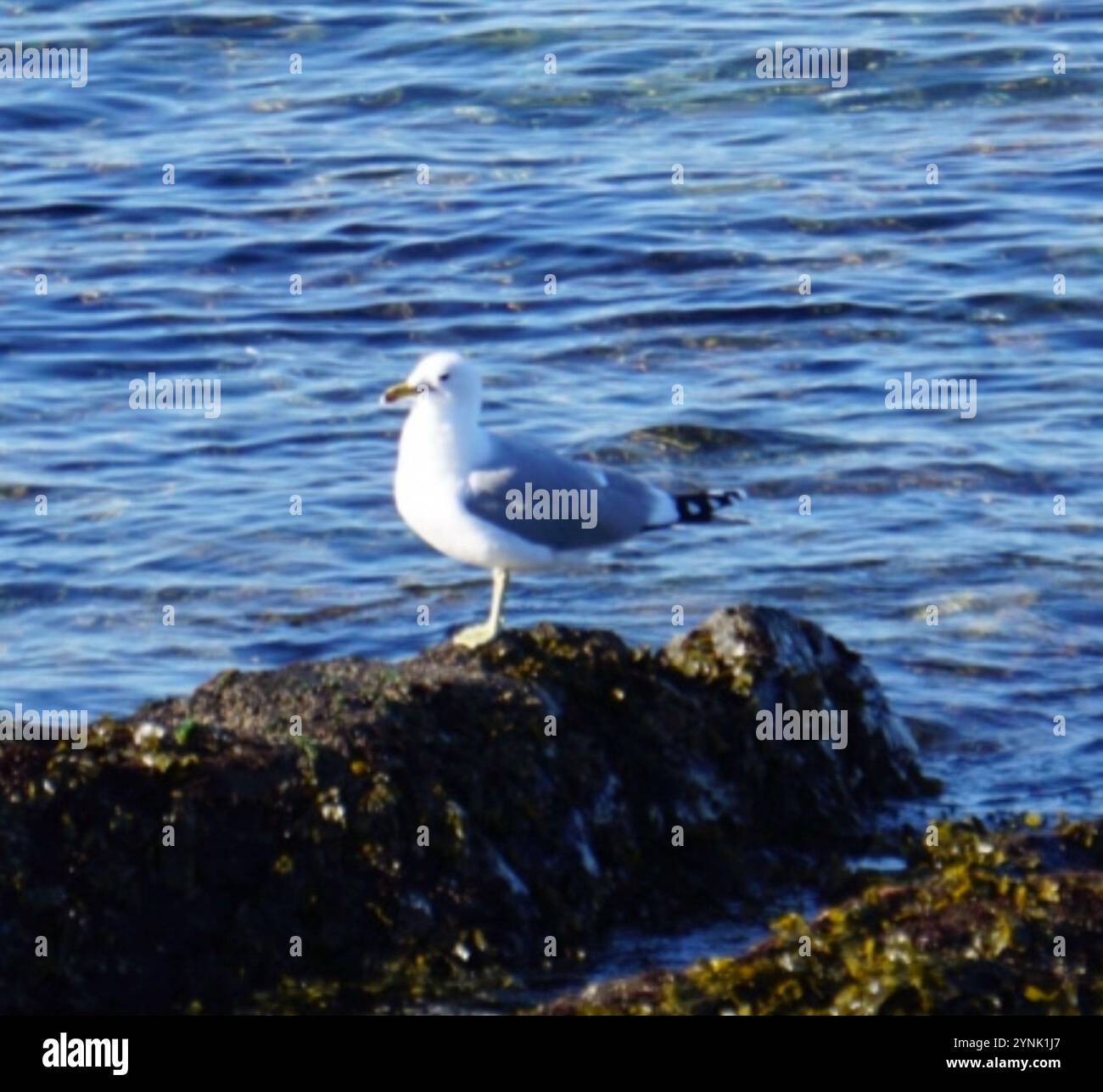 California Gull (Larus californicus Stock Photo - Alamy