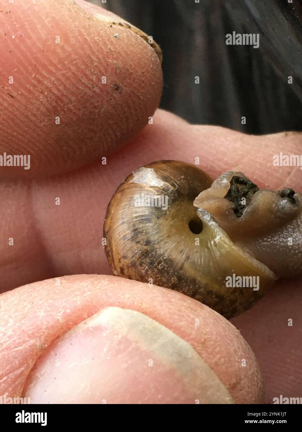 Globe Snails (Mesodon Stock Photo - Alamy