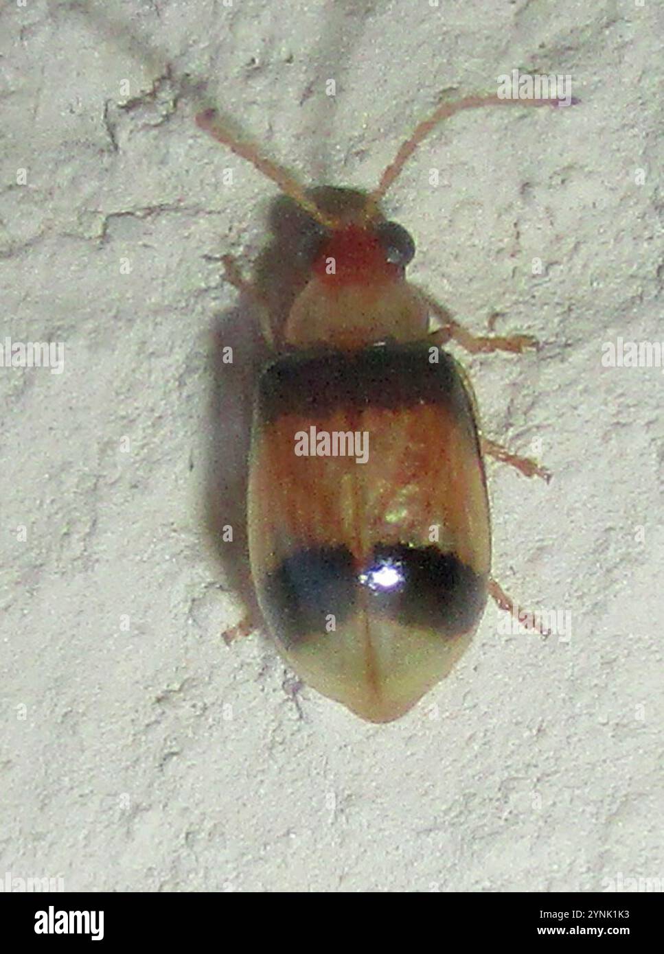 Blackbelly Leafbeetle (Monolepta melanogaster Stock Photo - Alamy