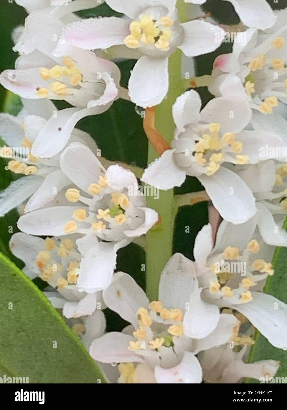 Buckwheat tree (Cliftonia monophylla Stock Photo - Alamy