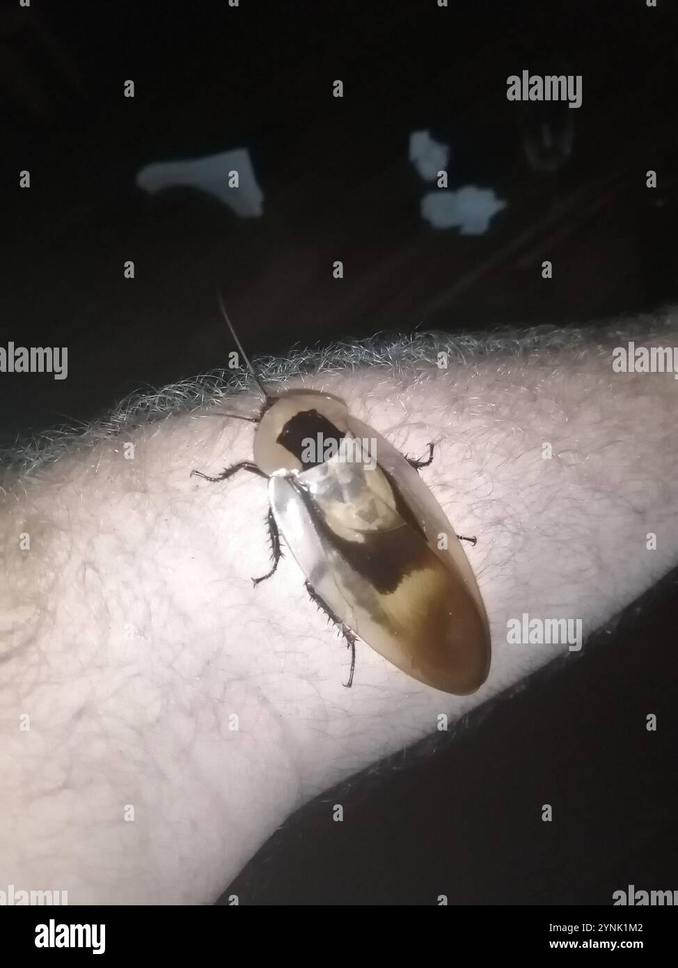 Giant Cave Cockroach (Blaberus giganteus Stock Photo - Alamy