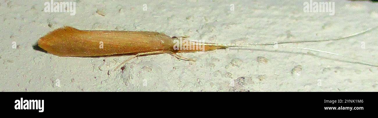 Winged and Once-winged Insects (Pterygota Stock Photo - Alamy