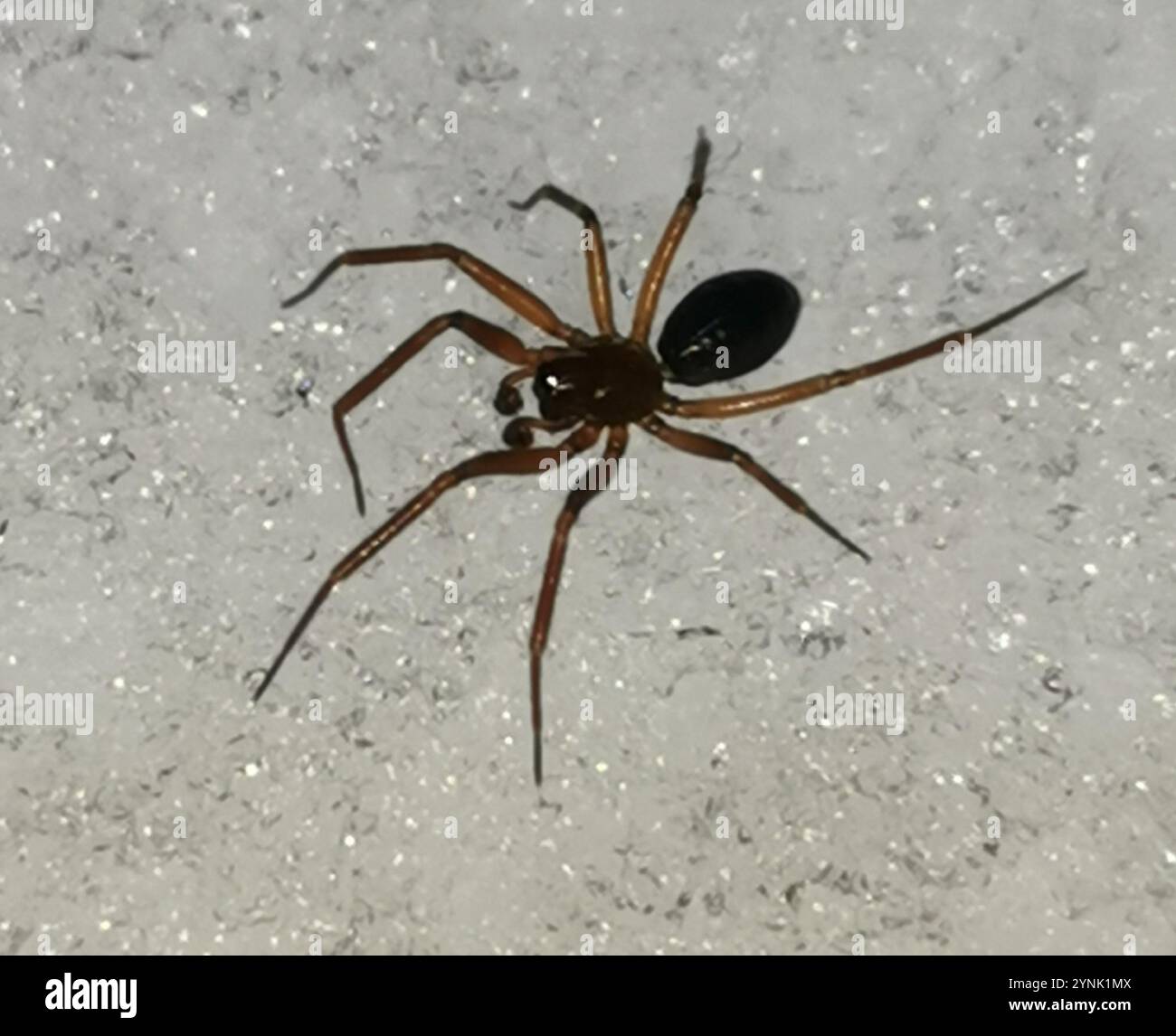 Sheetweb and Dwarf Weavers (Linyphiidae Stock Photo - Alamy
