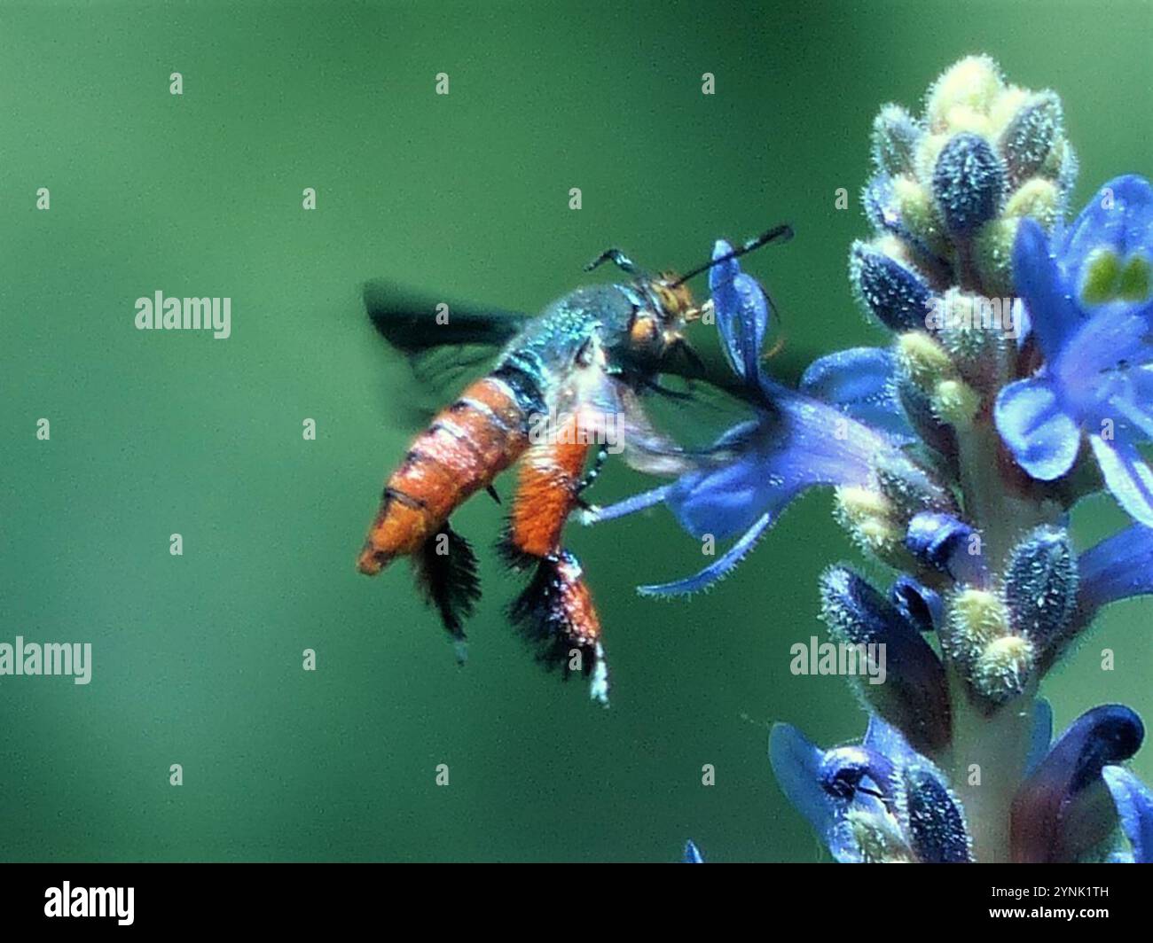 Squash Vine Borer (Eichlinia cucurbitae Stock Photo - Alamy