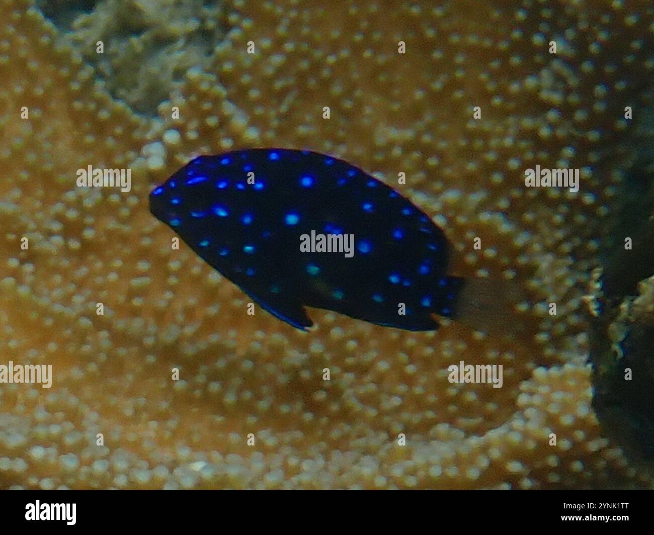 Yellowtail Damselfish (Microspathodon chrysurus Stock Photo - Alamy