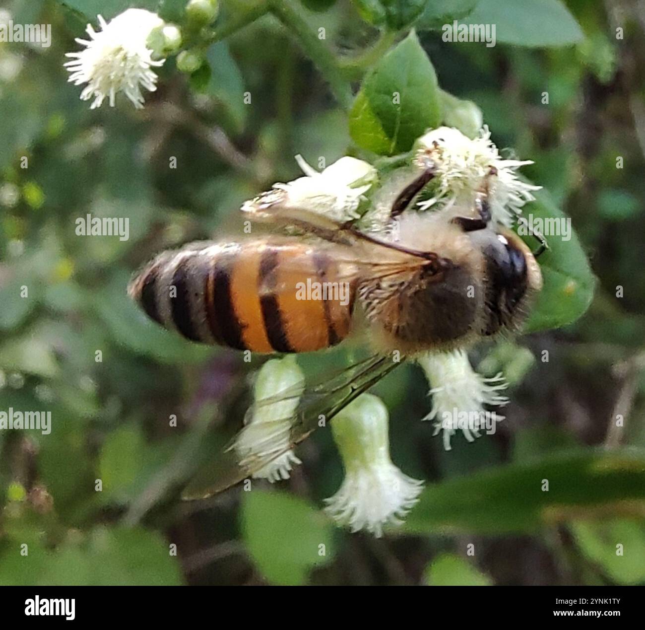 Western Honey Bee (Apis mellifera Stock Photo - Alamy