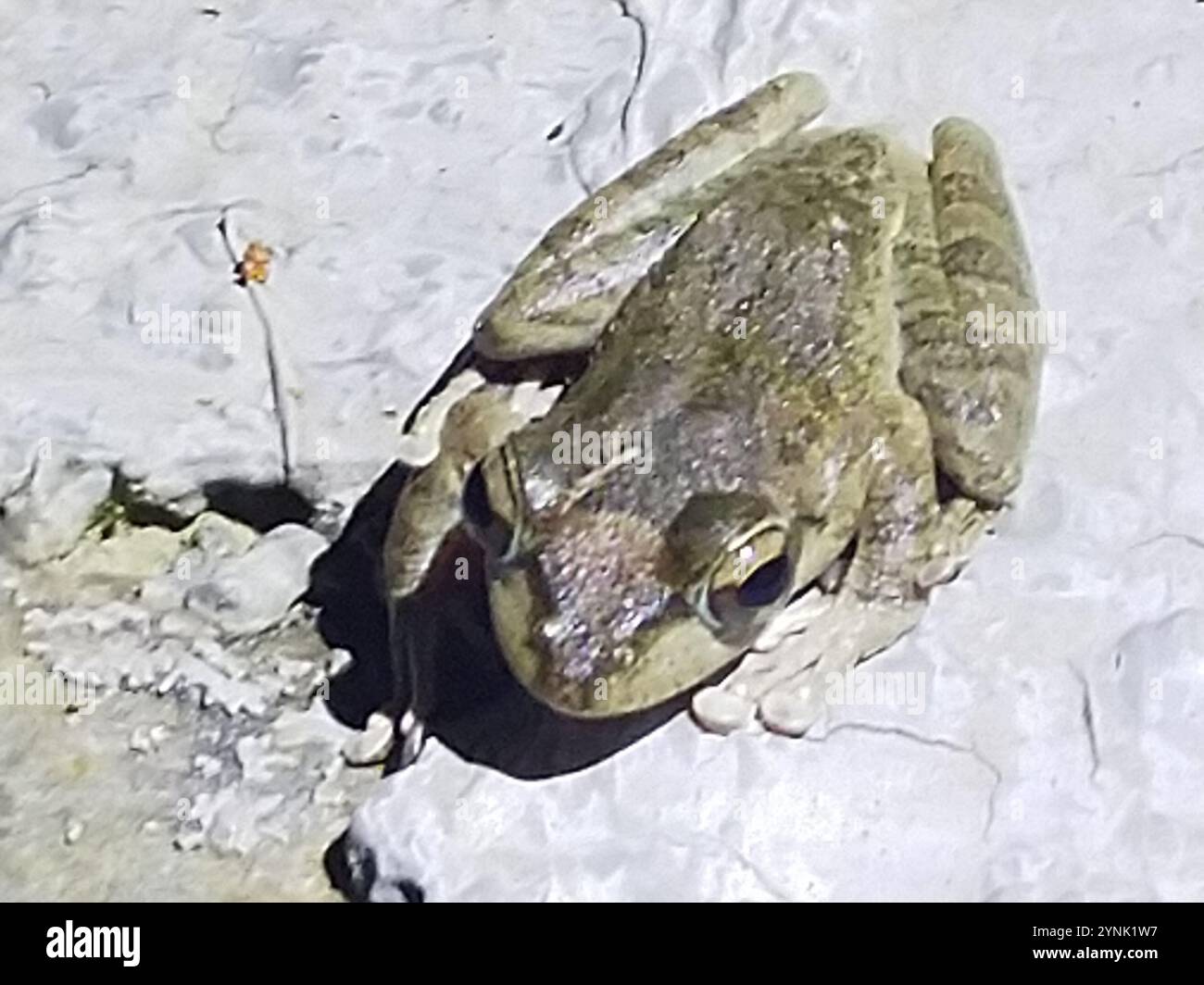 Robust Kajika Frog (Buergeria robusta Stock Photo - Alamy