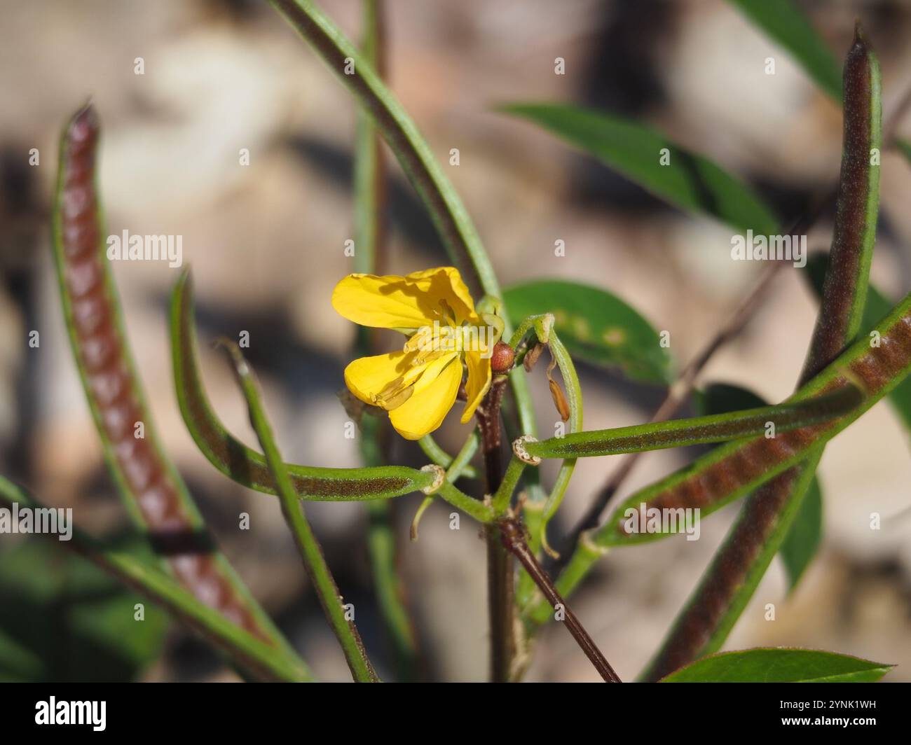 Coffee Senna (Senna occidentalis Stock Photo - Alamy