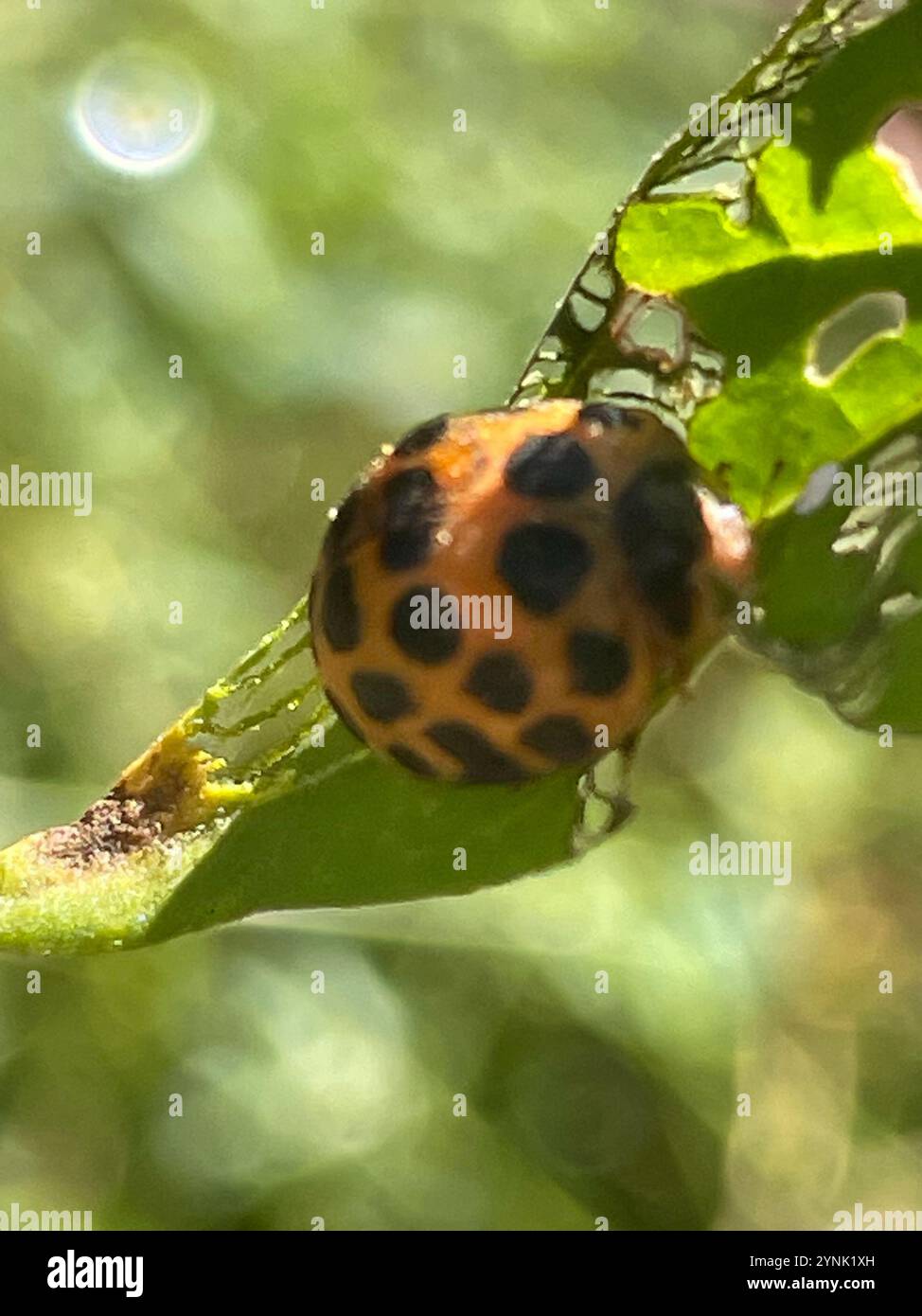 Henosepilachna vigintioctopunctata hi-res stock photography and images ...