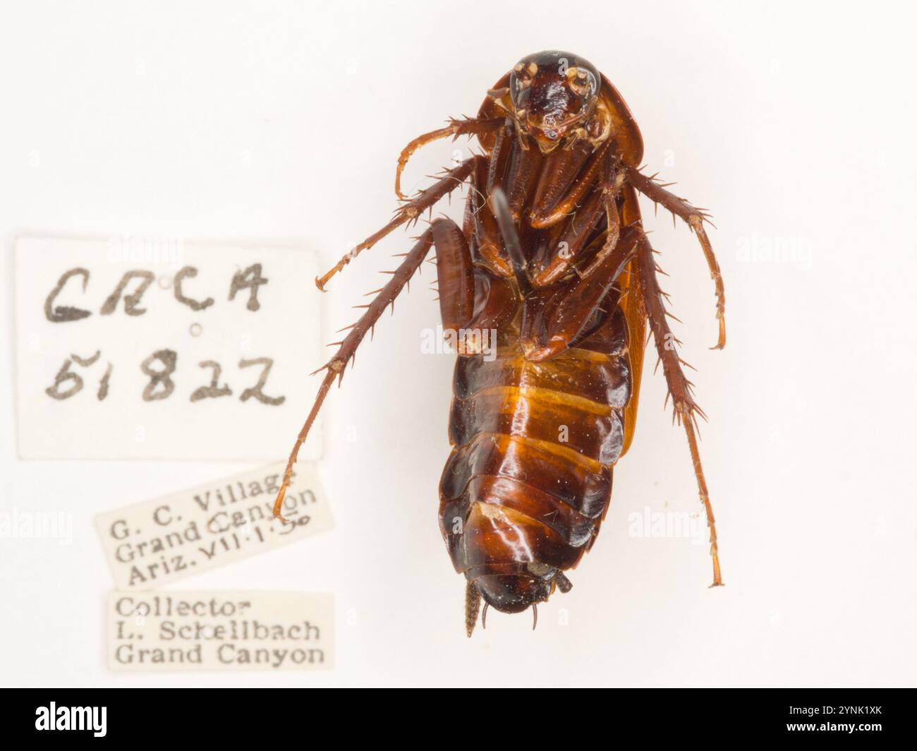 Oriental Cockroach (Blatta orientalis Stock Photo - Alamy