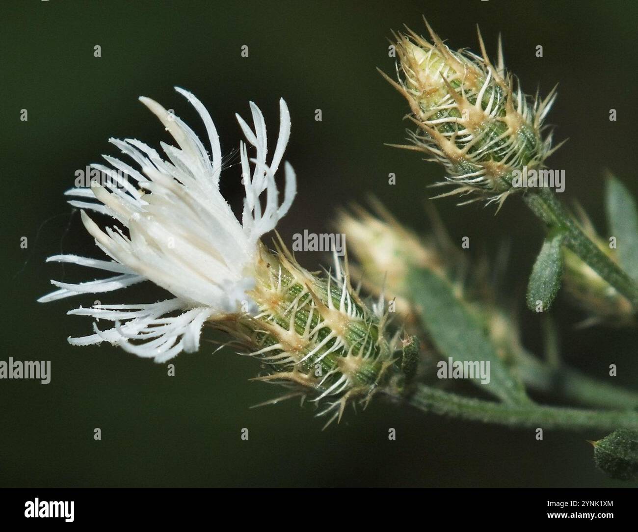 diffuse knapweed (Centaurea diffusa Stock Photo - Alamy