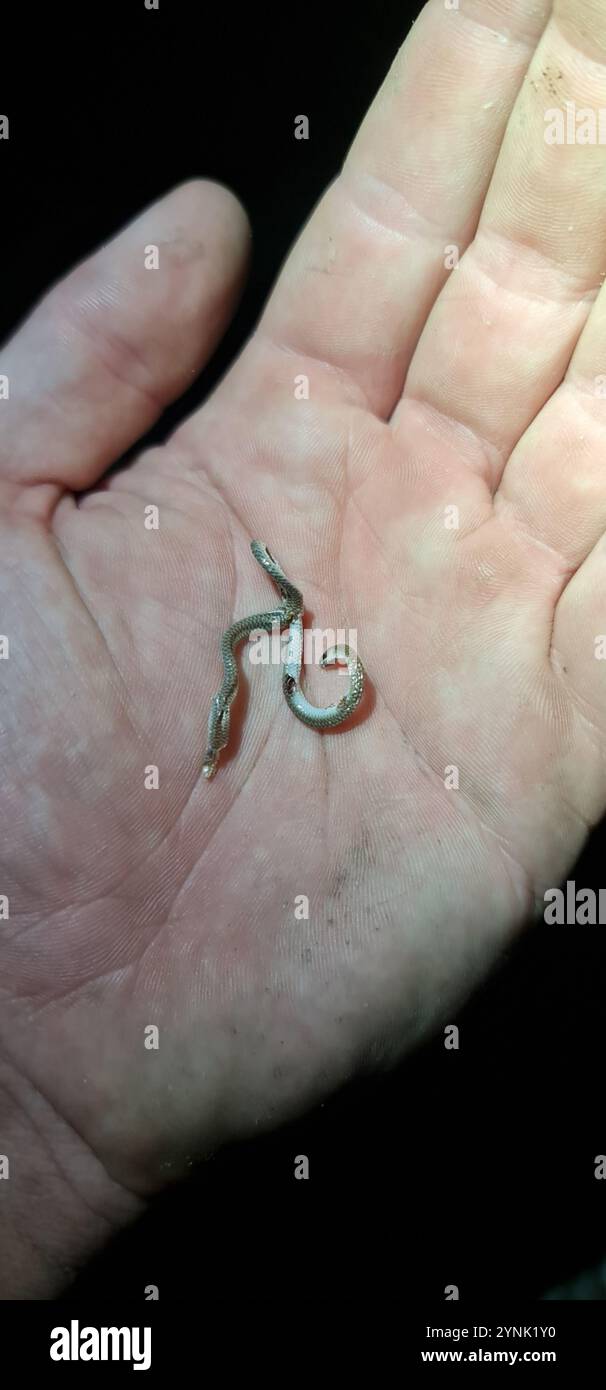 Mallee Worm-lizard (Aprasia inaurita Stock Photo - Alamy