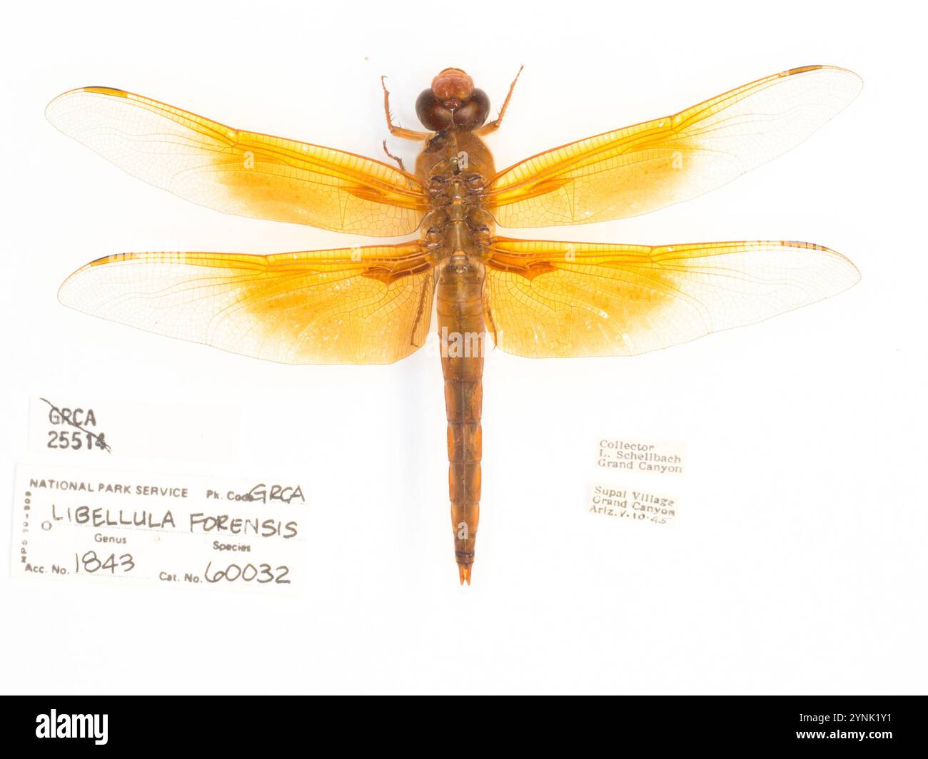 Flame Skimmer (Libellula saturata Stock Photo - Alamy