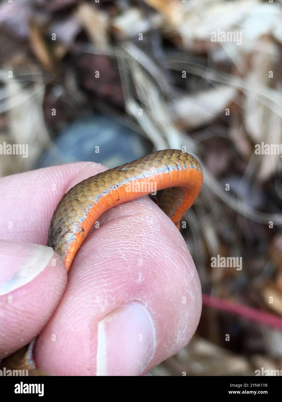 Red-bellied Snake (Storeria occipitomaculata Stock Photo - Alamy