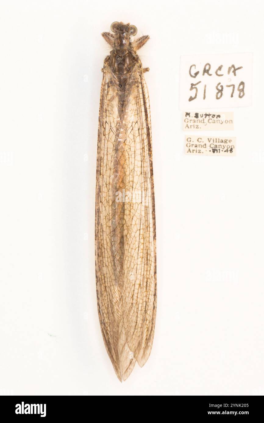 Vella fallax hi-res stock photography and images - Alamy