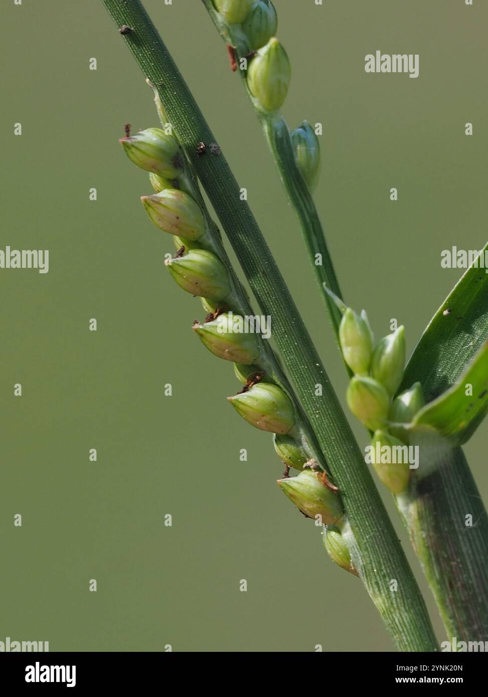 Yellow Watercrown Grass (Setaria flavida Stock Photo - Alamy