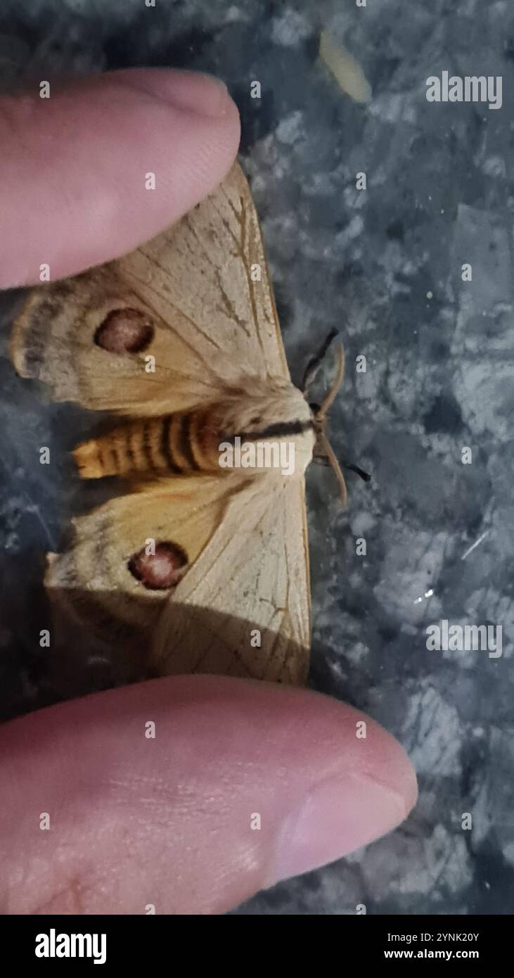 Emperor and Giant Silk Moths (Saturniidae Stock Photo - Alamy