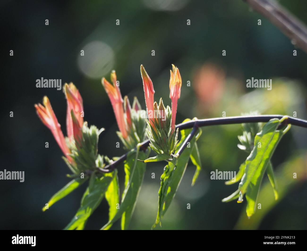 Sabah Snake Grass (Clinacanthus nutans Stock Photo - Alamy