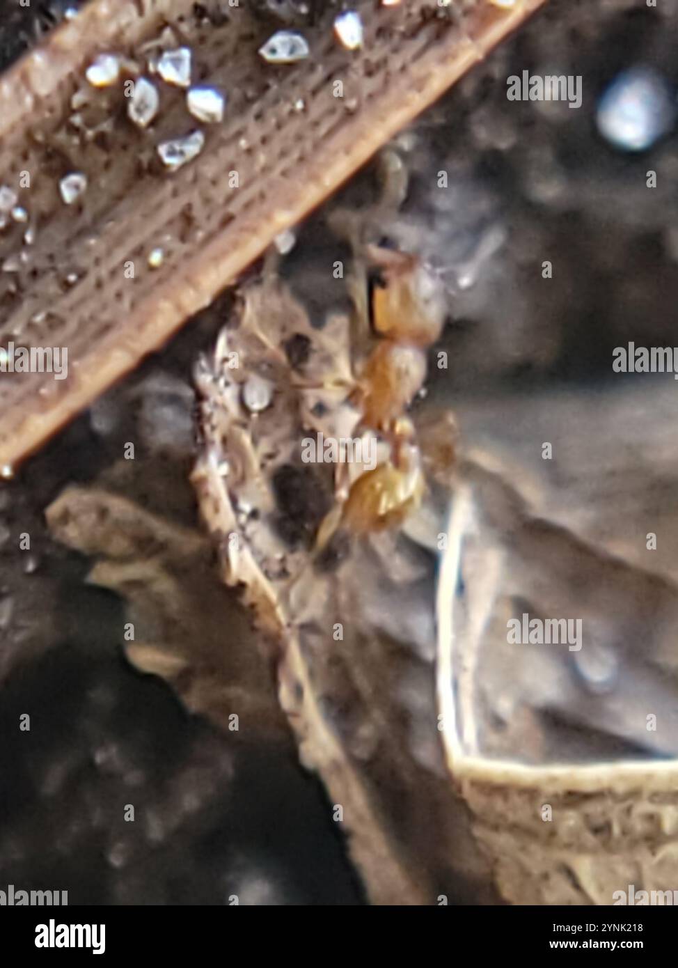 Wasmannia hi-res stock photography and images - Alamy