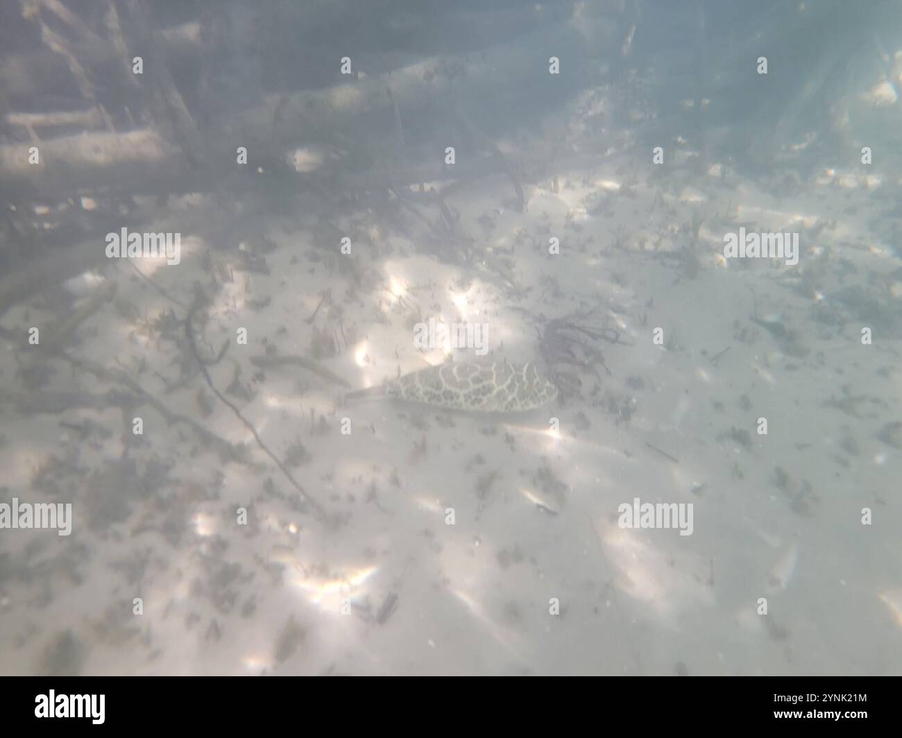 Checkered Puffer (Sphoeroides testudineus Stock Photo - Alamy