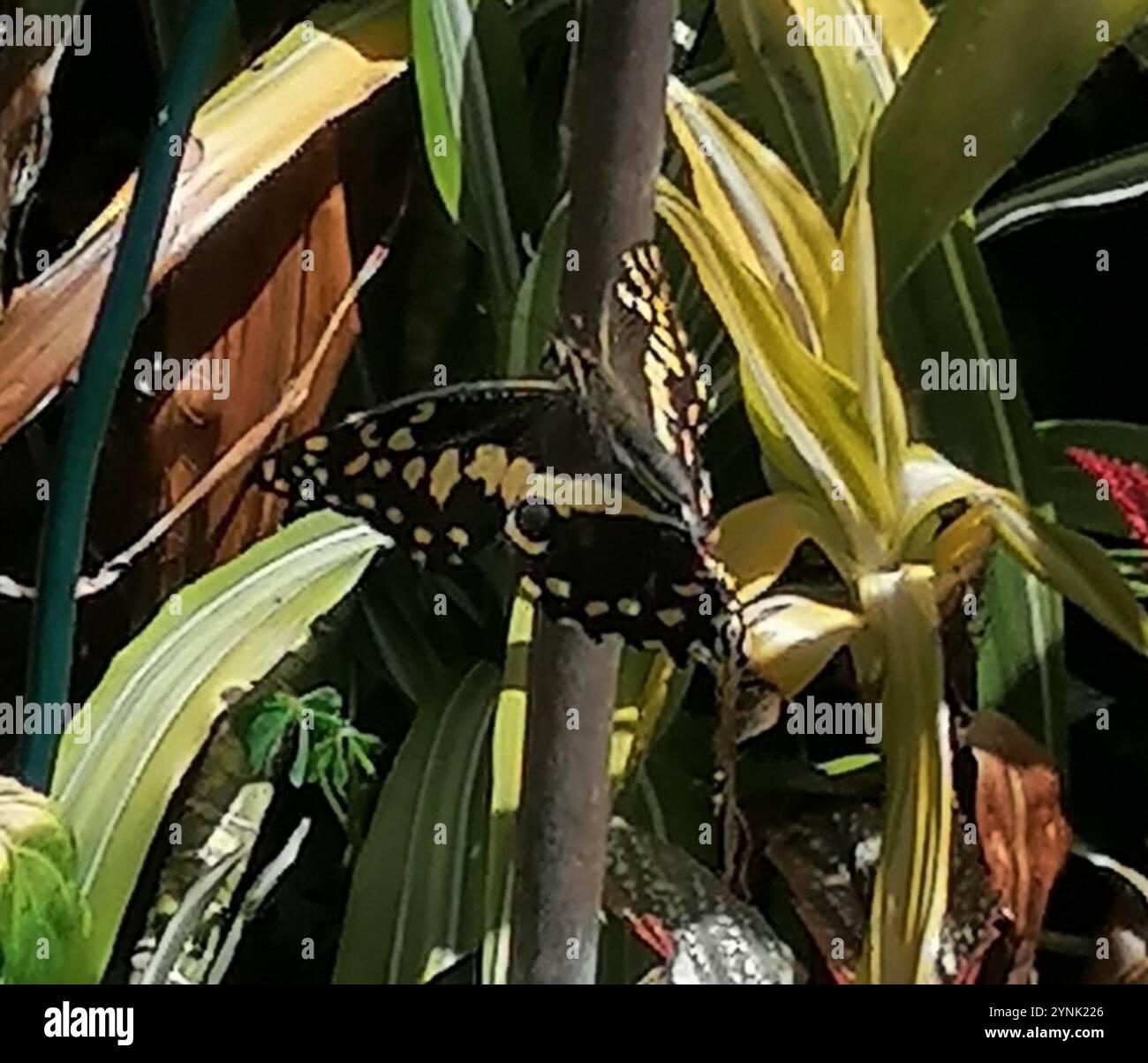 Citrus Swallowtail (Papilio demodocus demodocus Stock Photo - Alamy