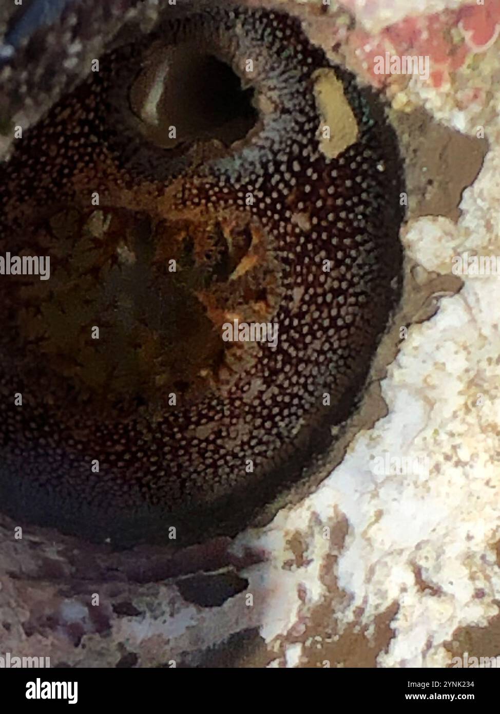 Scale-sided Piddock (Parapholas californica Stock Photo - Alamy