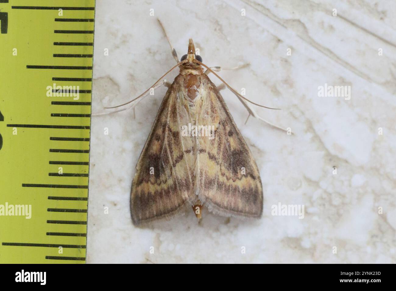 Asian Corn Borer (Ostrinia furnacalis Stock Photo - Alamy