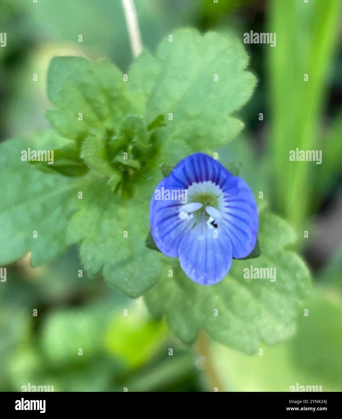 bird's-eye speedwell (Veronica persica Stock Photo - Alamy