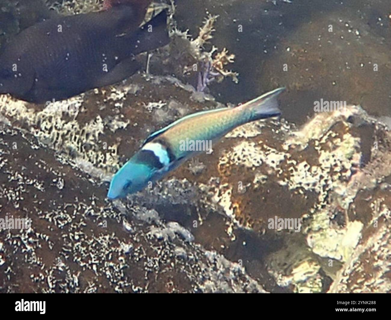Caribbean Bluehead Wrasse (Thalassoma bifasciatum Stock Photo - Alamy
